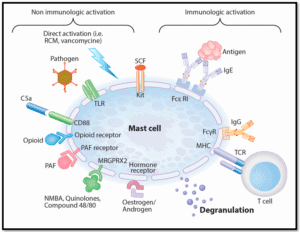 Mast Cell Foundations: Mediators and Receptors – info for those with ...