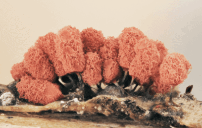 MC360 Precision Mold Master Class – Mast Cell 360