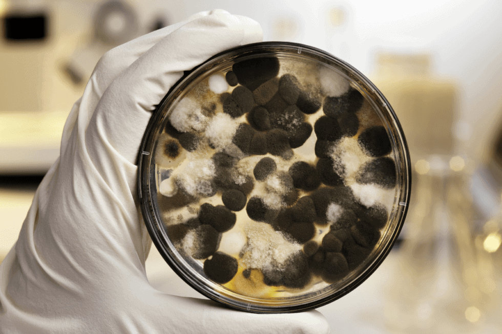 Top 7 Home Mold Testing Mistakes – What to know when you have Mast Cell ...
