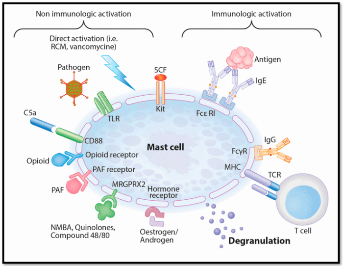 What Are Mast Cells? Mast Cell Activation Syndrome 101 – Mast Cell 360